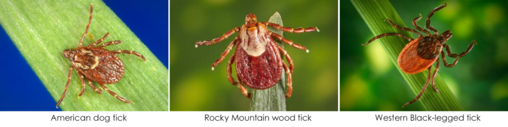 Ticks more prevalent in Washington this year, state says | kgw.com